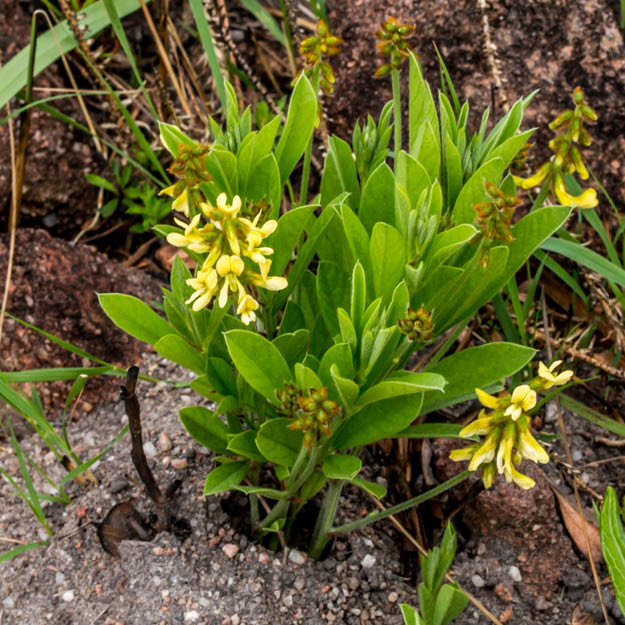 Control - The healthy man